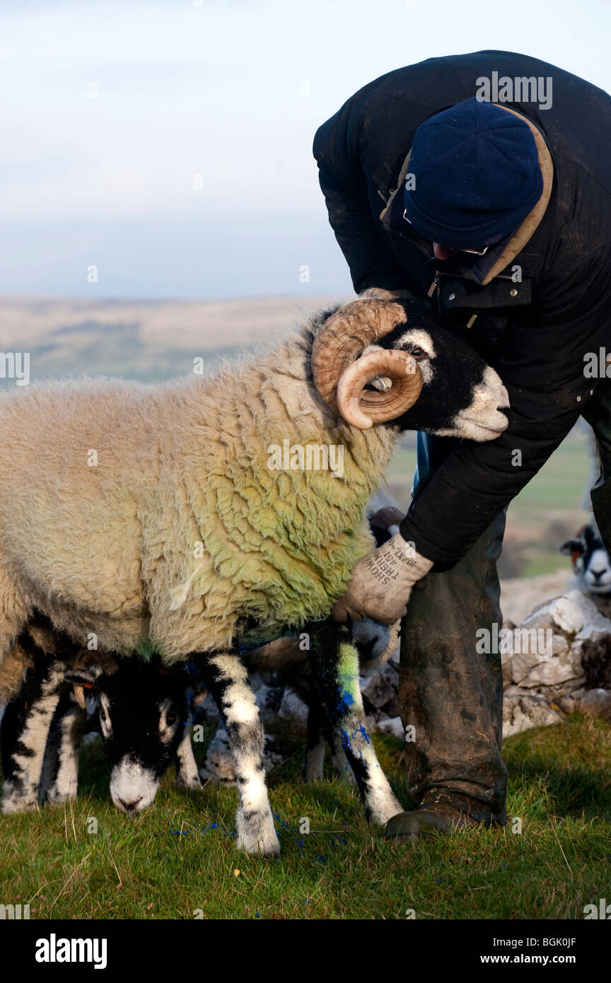 Farmer marker hi-res stock photography and images - Alamy