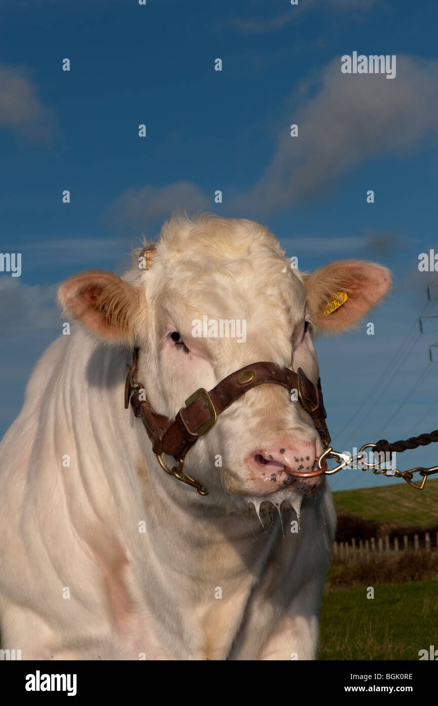 Bull cattle hi-res stock photography and images - Alamy