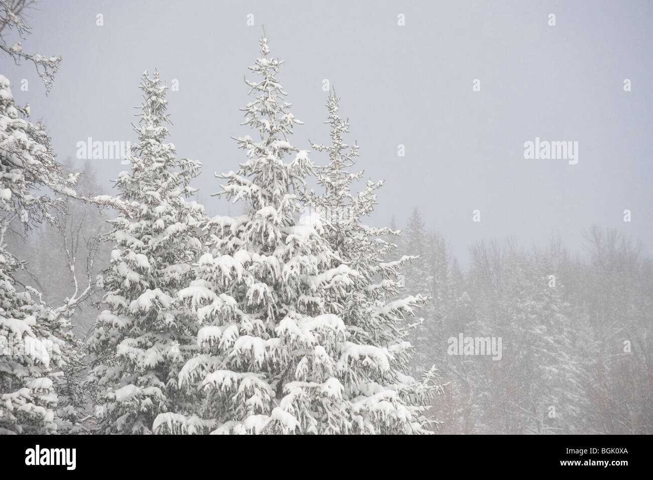 Pine trees with a snow hi-res stock photography and images - Alamy