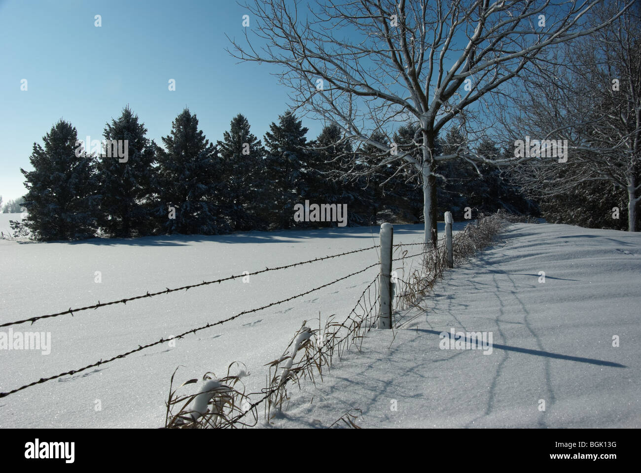 Row of conifers hi-res stock photography and images - Alamy