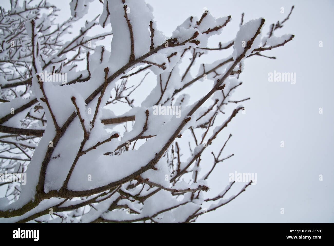 Frosty trees, england hi-res stock photography and images - Alamy