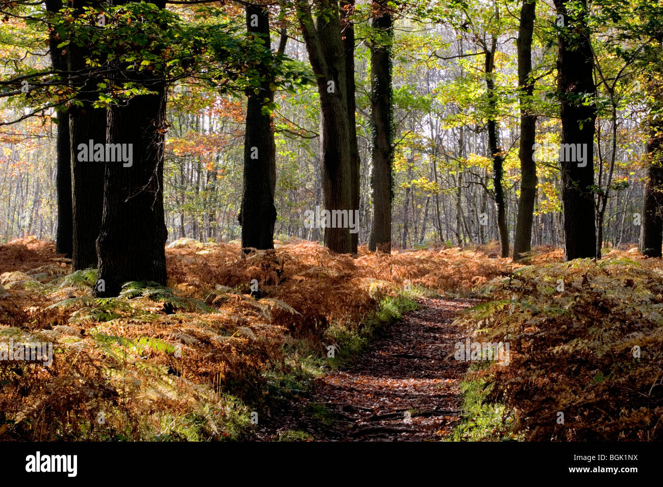 English oak woodland hi-res stock photography and images - Alamy