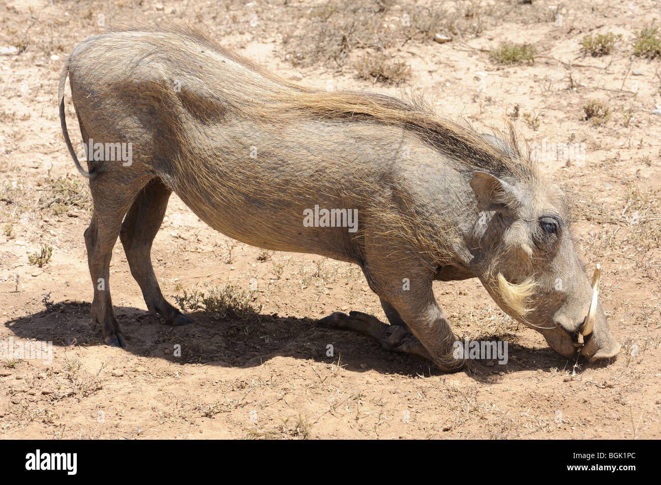 Warthog tusks hi-res stock photography and images - Alamy