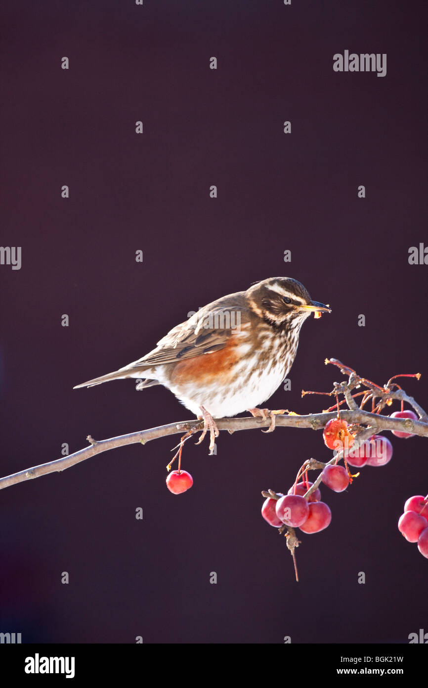 Bird uk apple tree hi-res stock photography and images - Alamy
