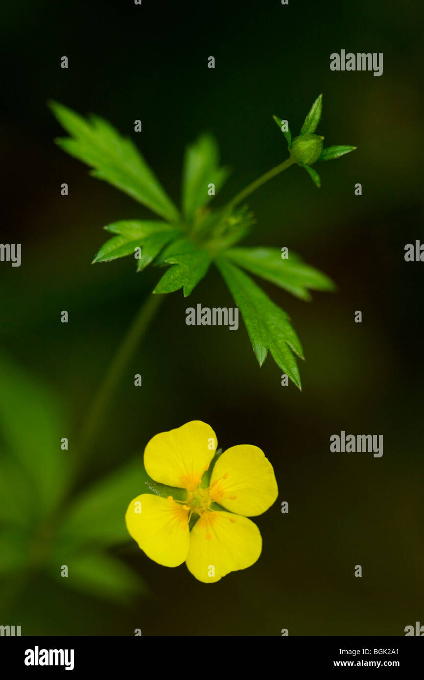 Single Buttercup, England, UK Stock Photo - Alamy
