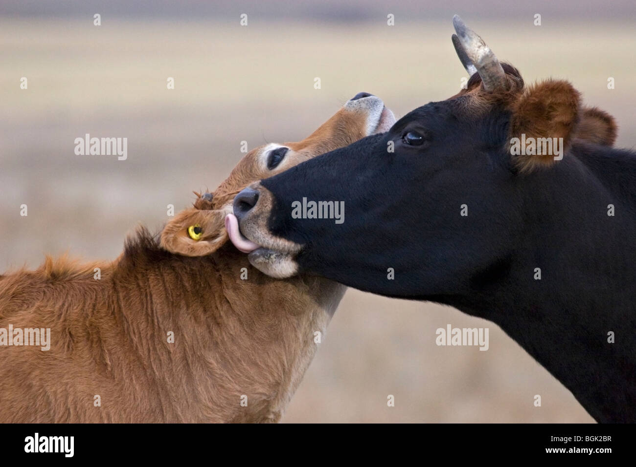 Mother Jersey cow grooming her calf outdoors in pasture on Saskatchewan ...