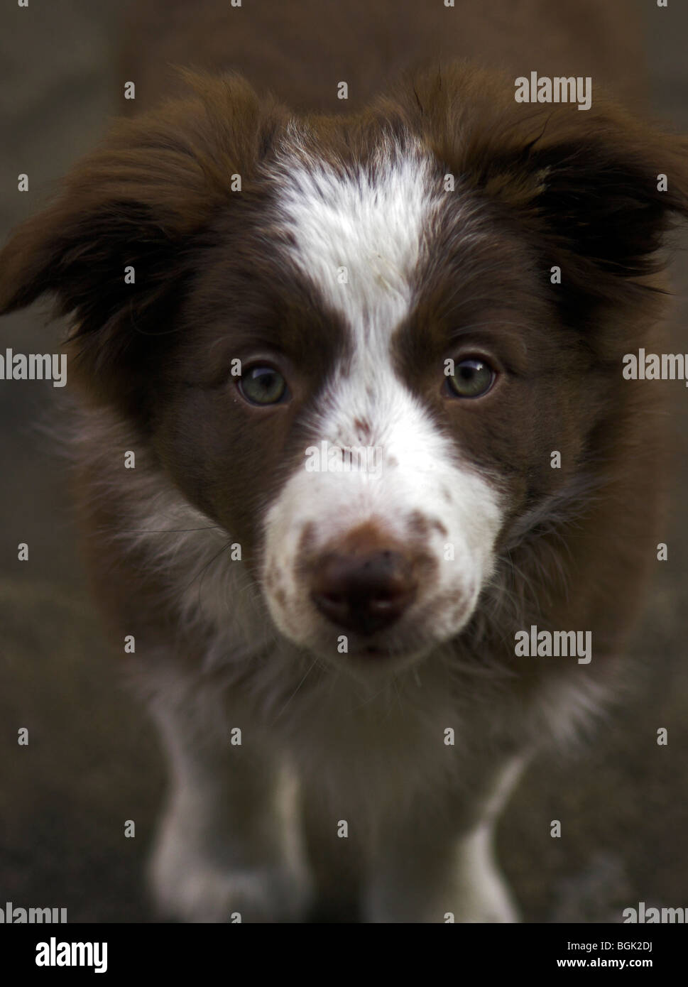 Blue Eyed Red Border Collie