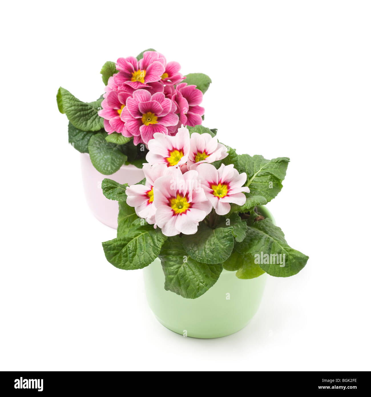 Two colorful primroses on white Stock Photo - Alamy