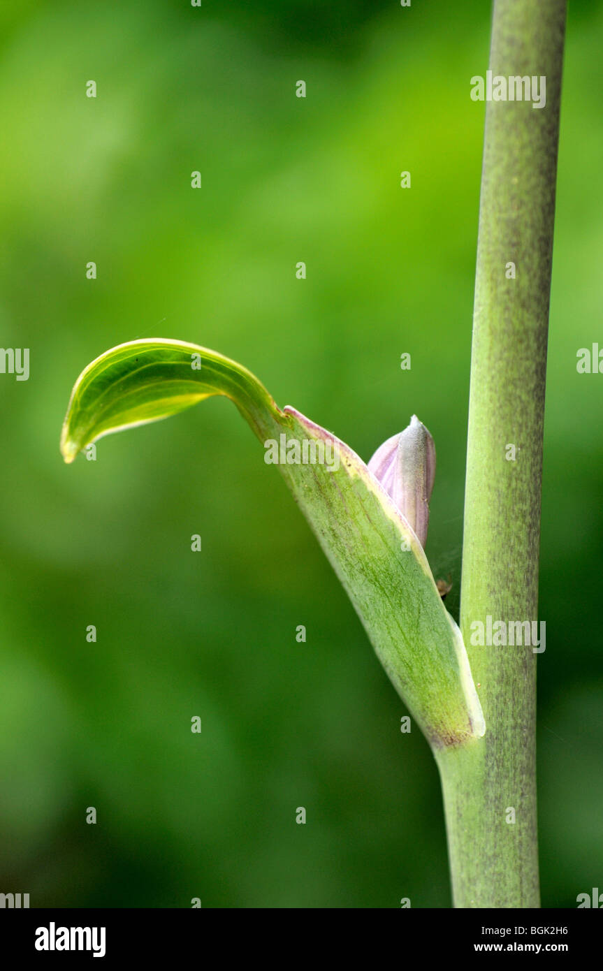 Hosta flower bud Stock Photo - Alamy