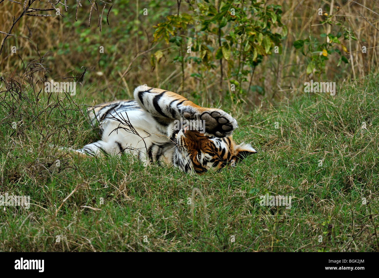 Tiger roll hi-res stock photography and images - Alamy