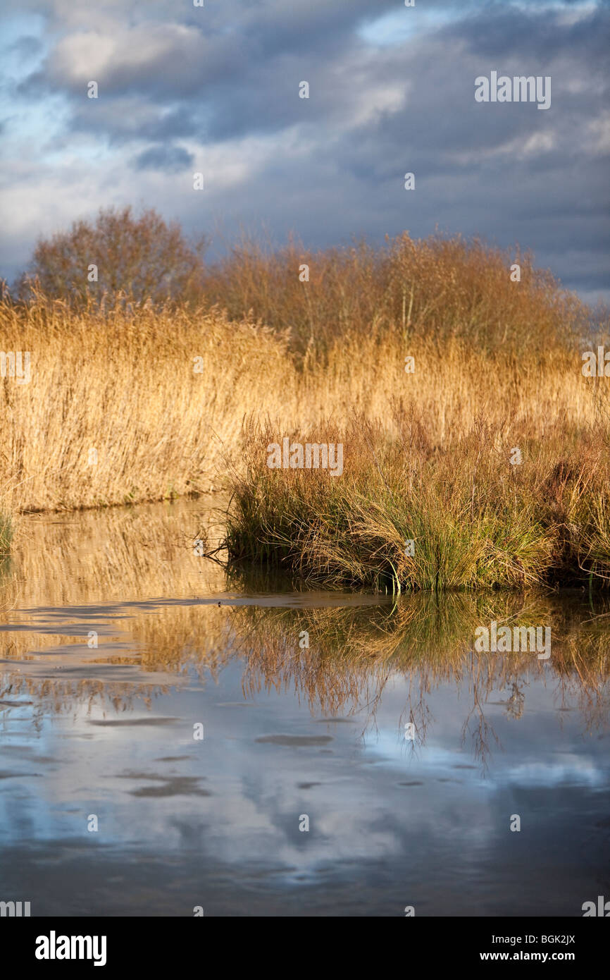Reed beds in water meadow, England, UK Stock Photo - Alamy
