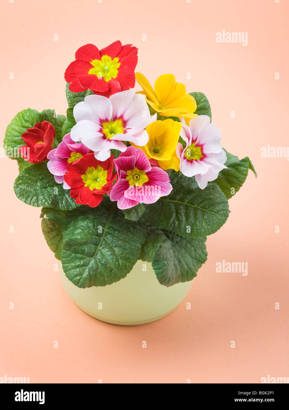 Colorful primrose in ceramic pot Stock Photo - Alamy