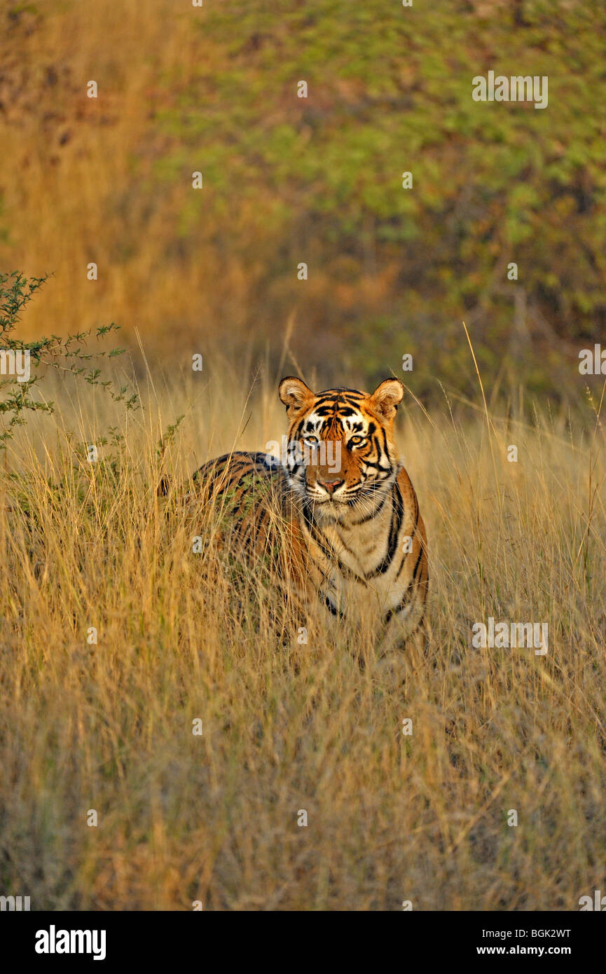 Tiger in the dry grasses of Ranthambore tiger reserve Stock Photo - Alamy