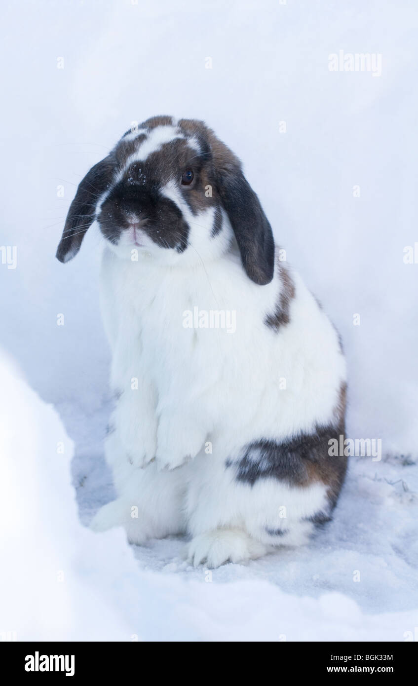 Holland Lop pet dwarf rabbit during play time outdoors in winter ...