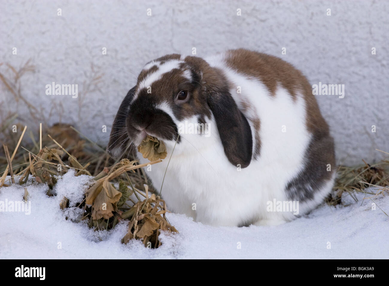 Portrait of holland lop rabbit hi-res stock photography and images - Alamy