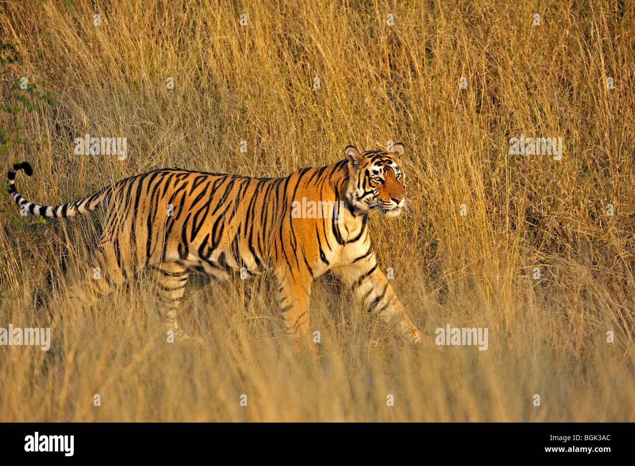 Tiger in the dry grasses of Ranthambore tiger reserve Stock Photo - Alamy