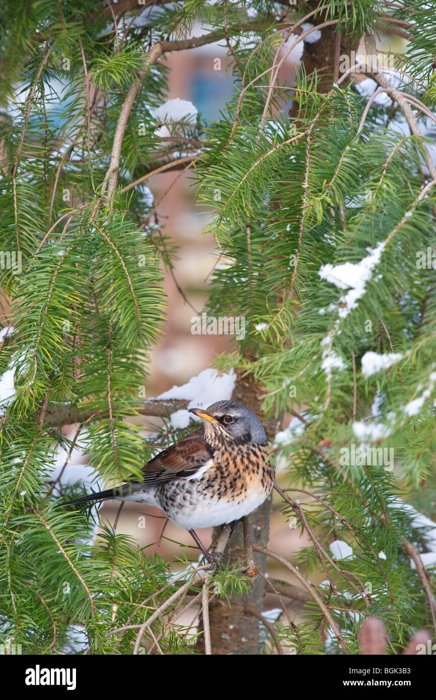 Conifer tree and england hi-res stock photography and images - Alamy