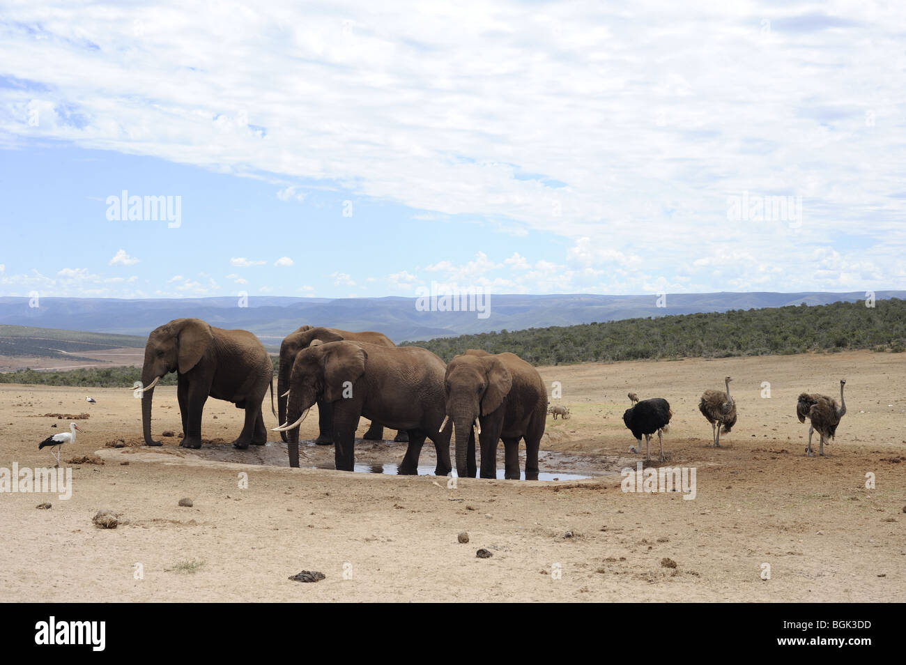 Ostrich water hi-res stock photography and images - Alamy