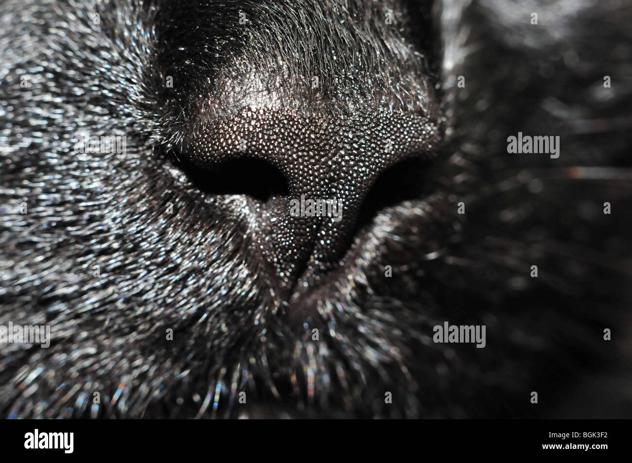 Close up of a cats nose Stock Photo - Alamy