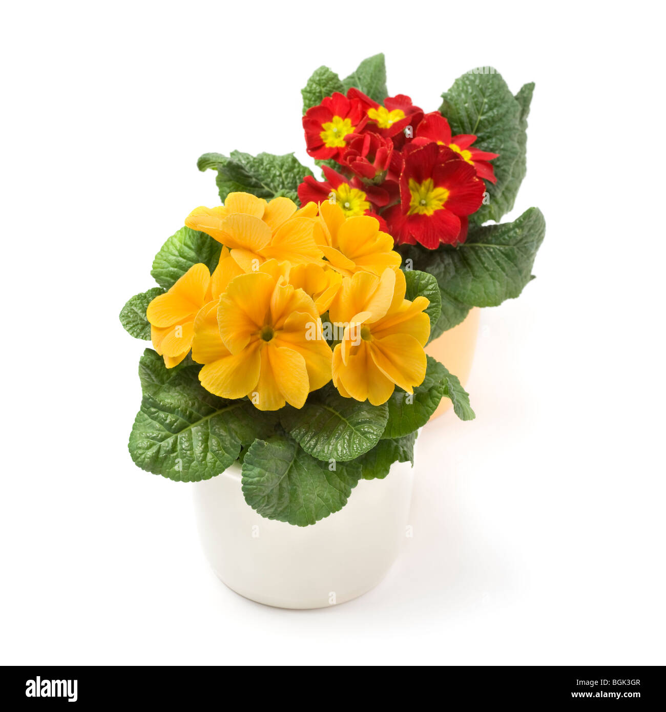 Two primroses hi-res stock photography and images - Alamy