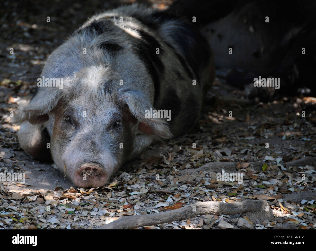 A wild pig lies in shadow beneath a tree in rural inland corsica Stock ...
