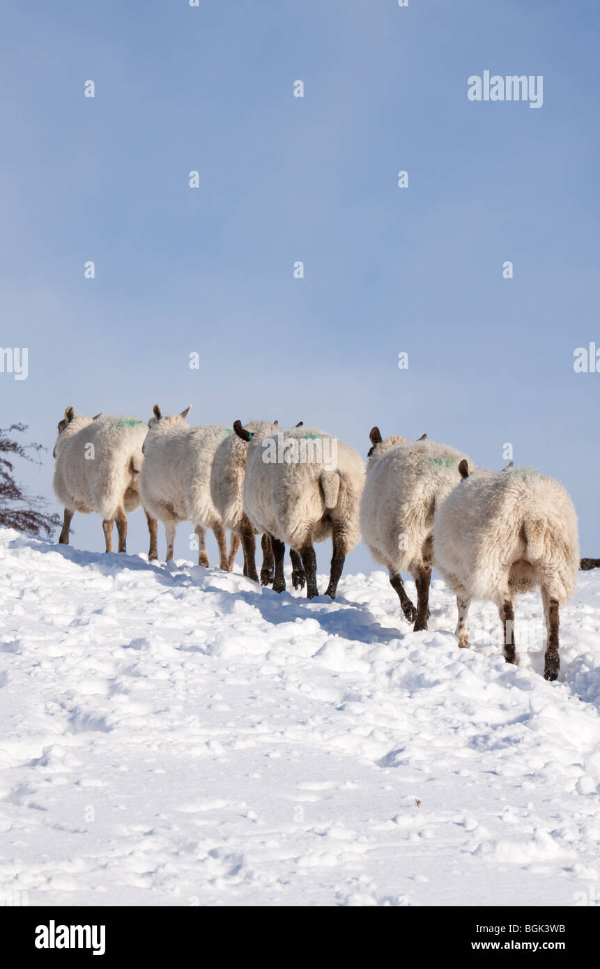 Sheep snow hi-res stock photography and images - Alamy