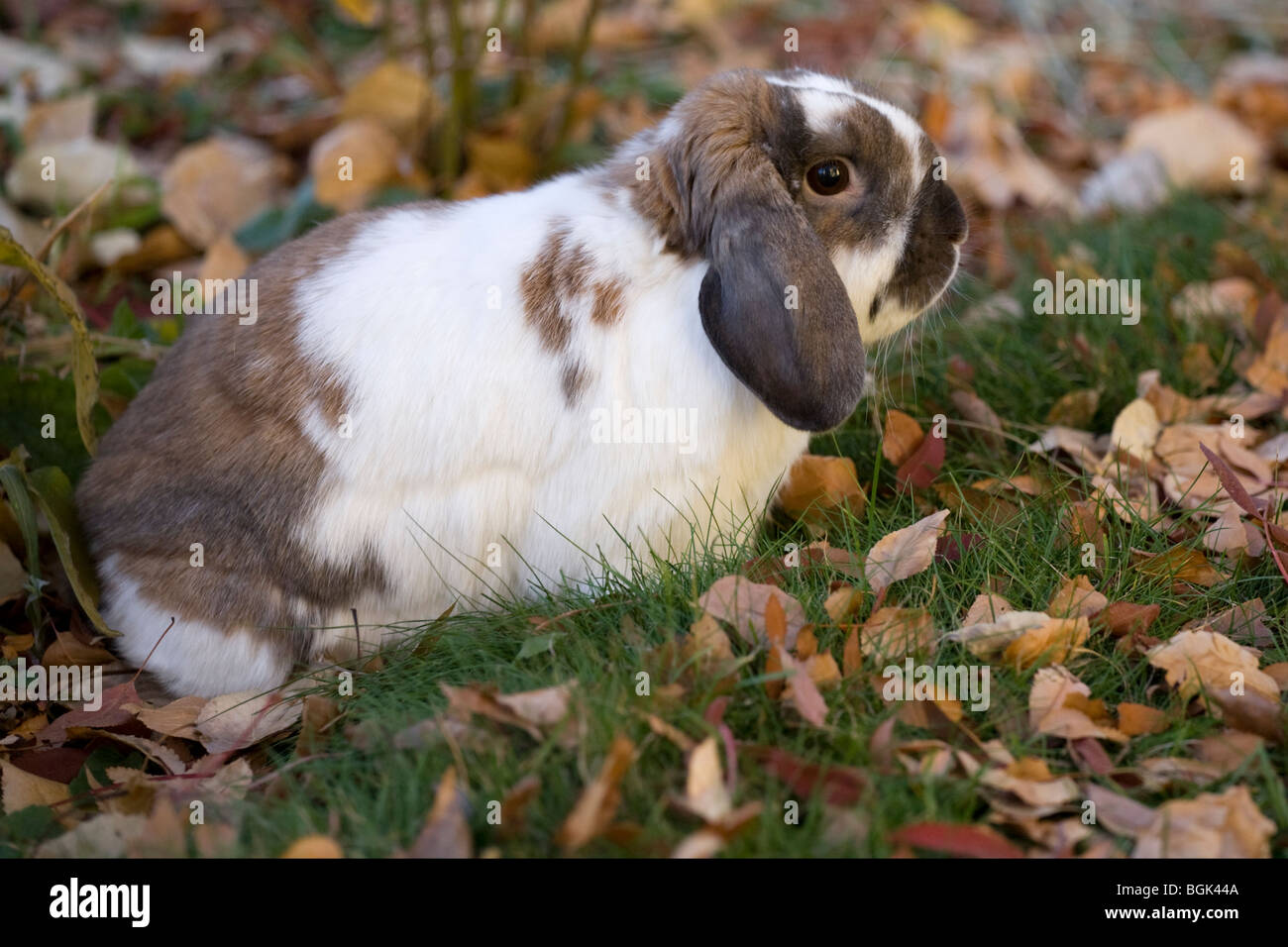 Calgary rabbit hi-res stock photography and images - Alamy