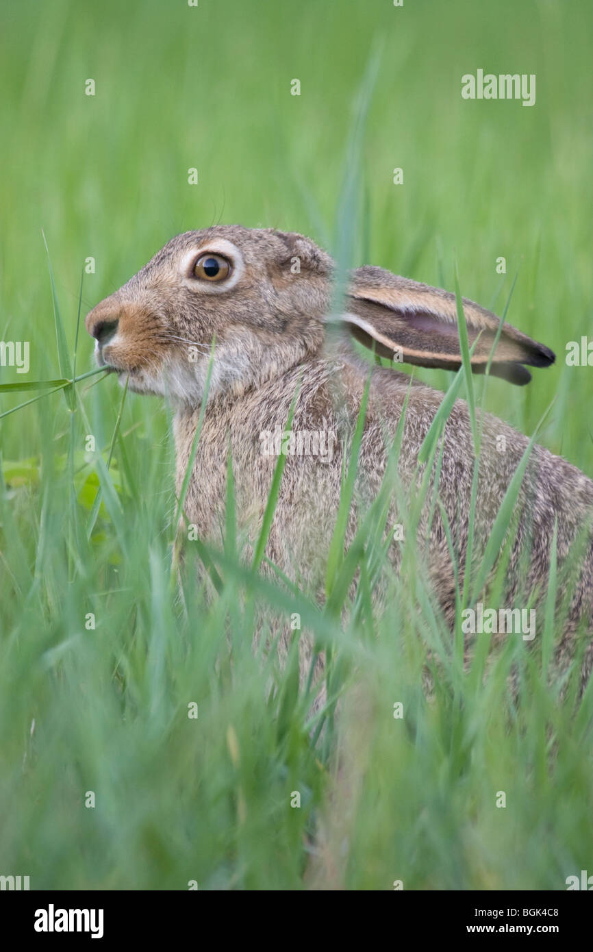 Calgary rabbit hi-res stock photography and images - Alamy
