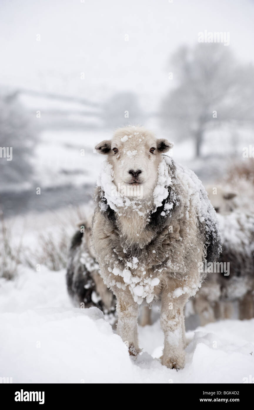 Sheep In Snow High Resolution Stock Photography and Images - Alamy