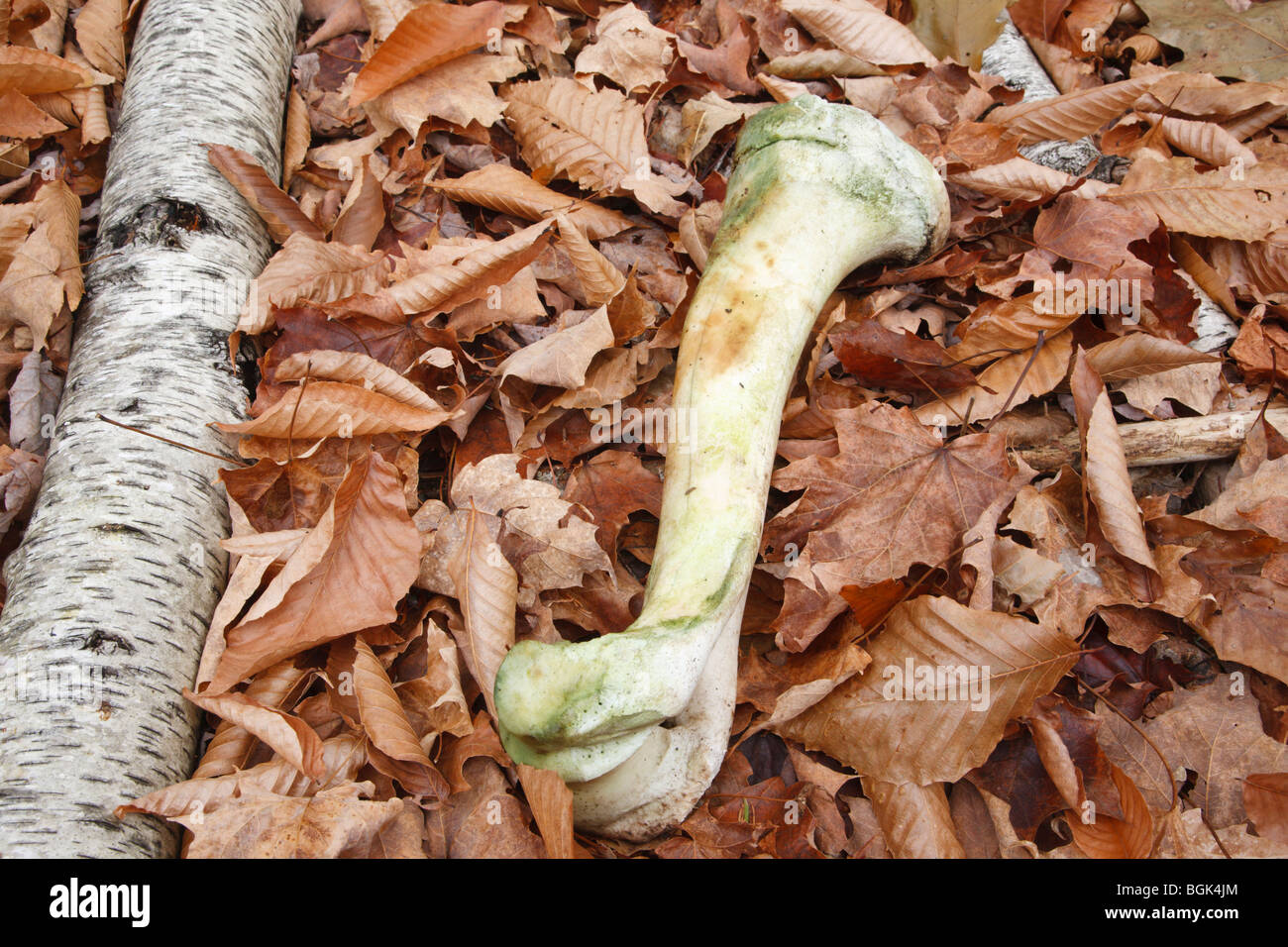 Moose bones new england hi-res stock photography and images - Alamy