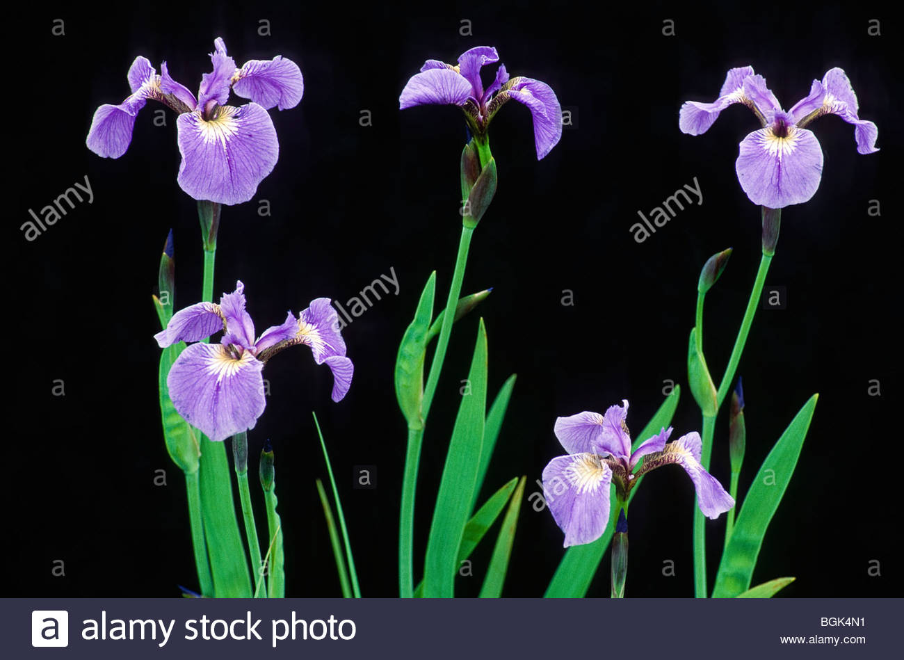 Iris Setosa Stock Photos & Iris Setosa Stock Images - Alamy