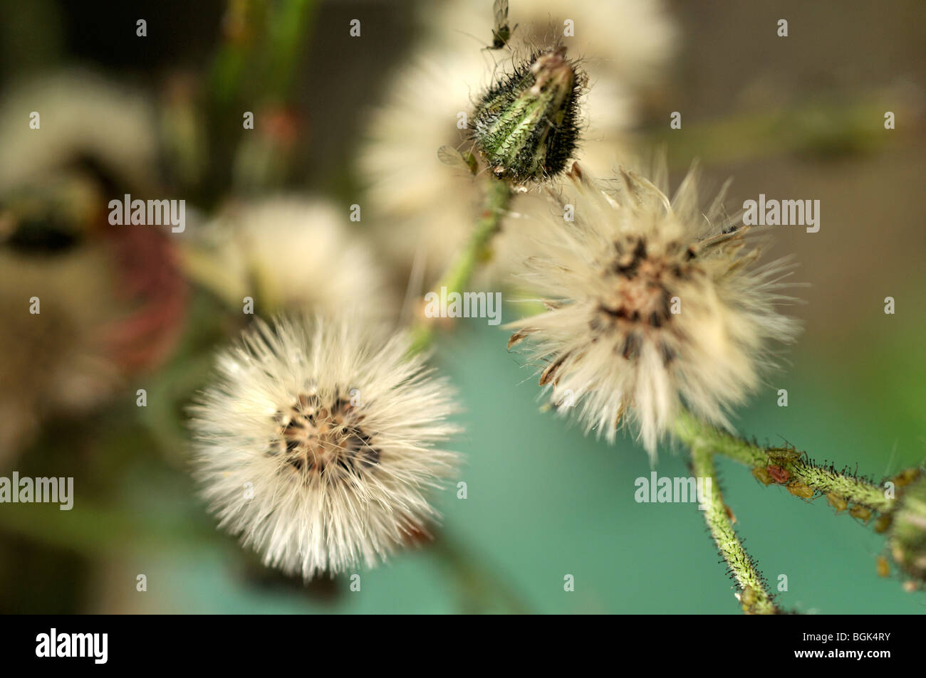 Hawkweed seeds hi-res stock photography and images - Alamy