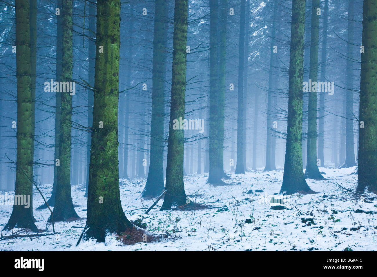 Winter forest, Shropshire, England UK Stock Photo - Alamy