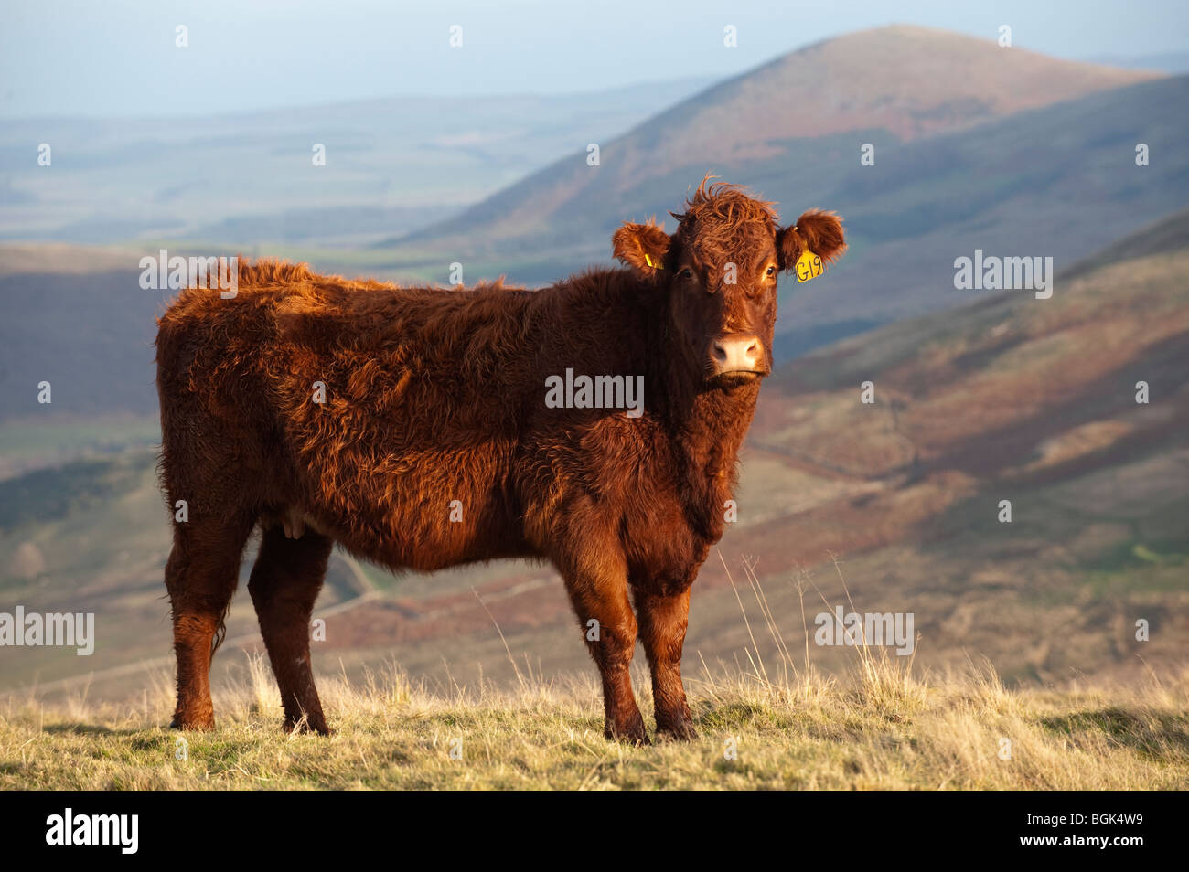 Luing cattle hi-res stock photography and images - Alamy