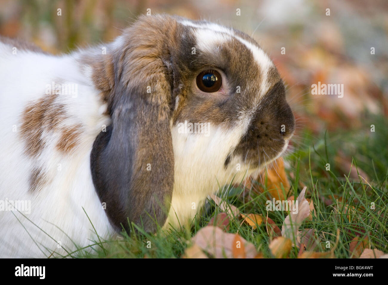 Rabbit eye close up hi-res stock photography and images - Alamy