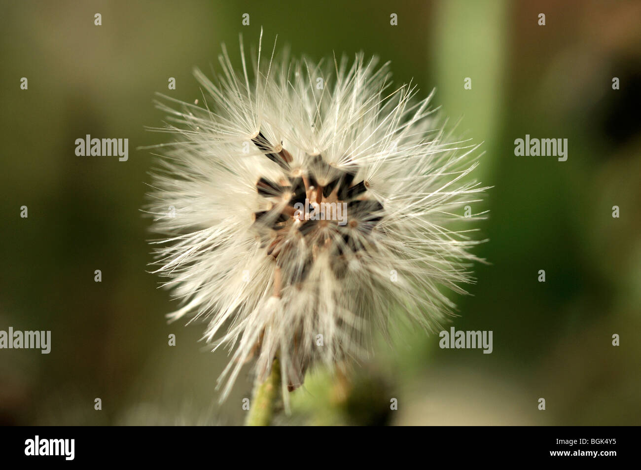 Hieracium aurantiacum - Orange hawkweed seed head Stock Photo - Alamy