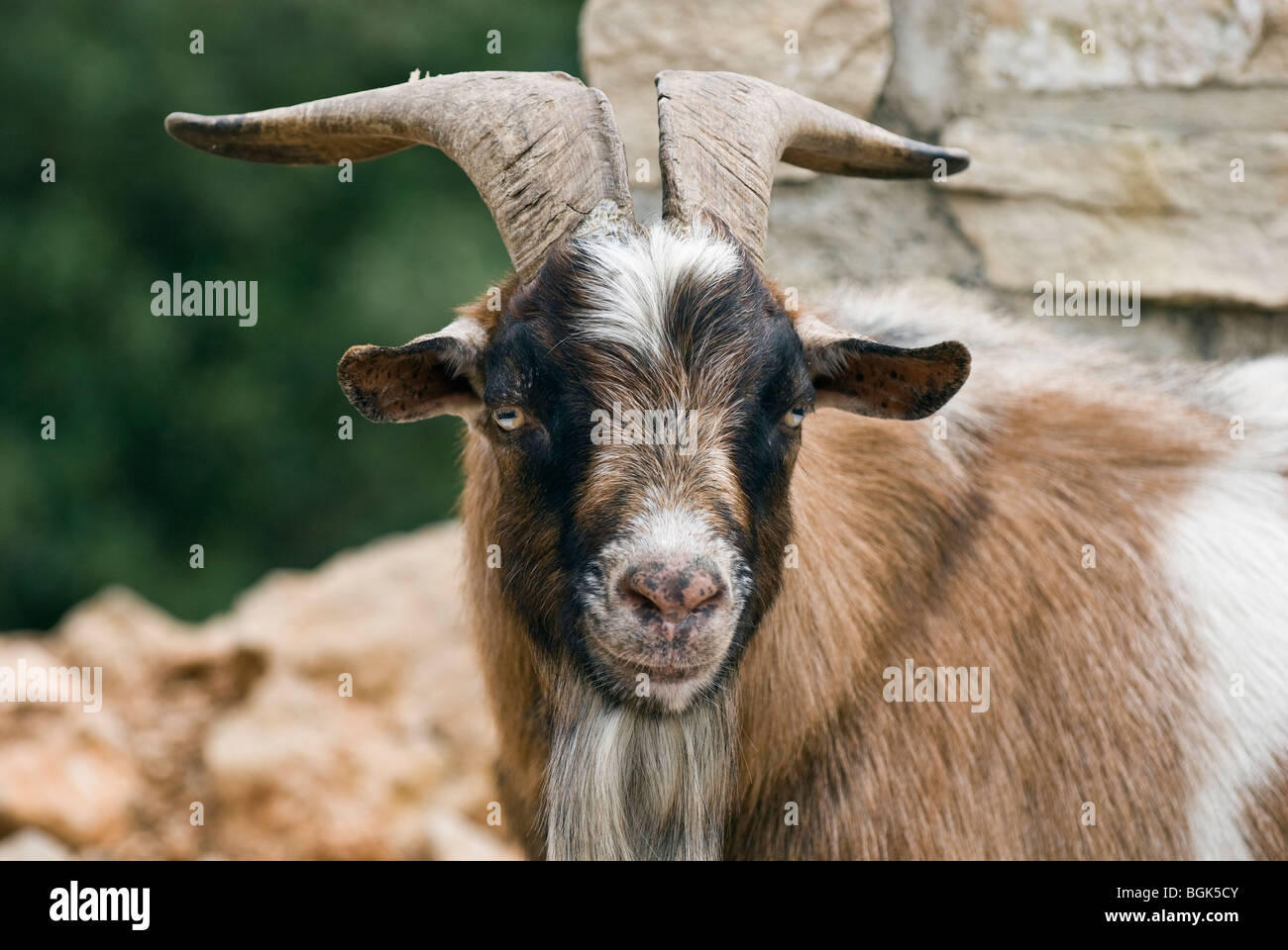 Wild goat, Ardeche, France Stock Photo - Alamy