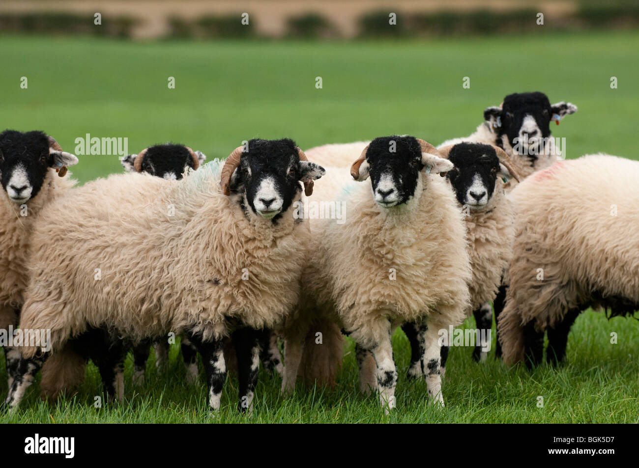 Swaledale tup lambs away on winter grazing Stock Photo - Alamy