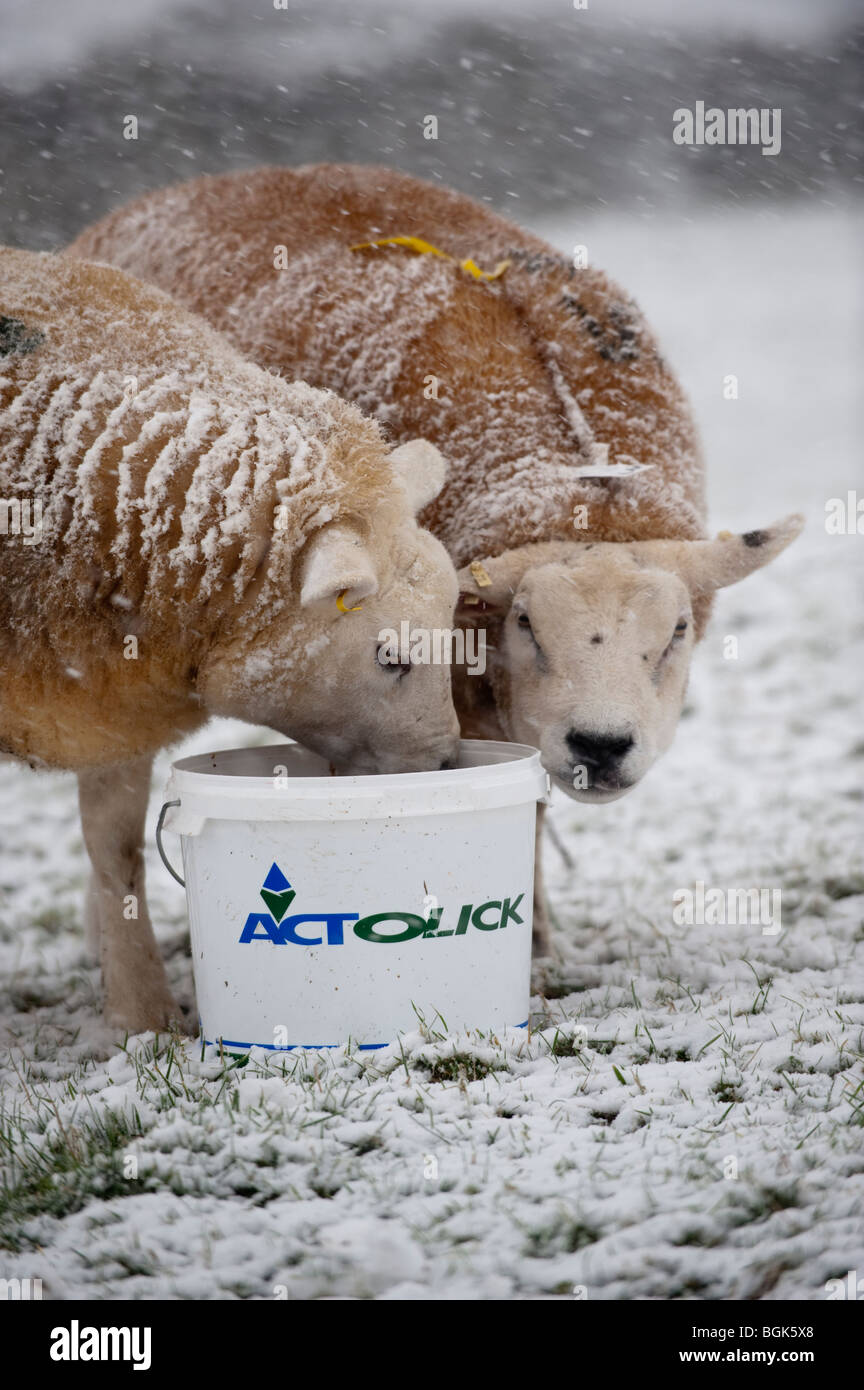 Feed my sheep hi-res stock photography and images - Alamy