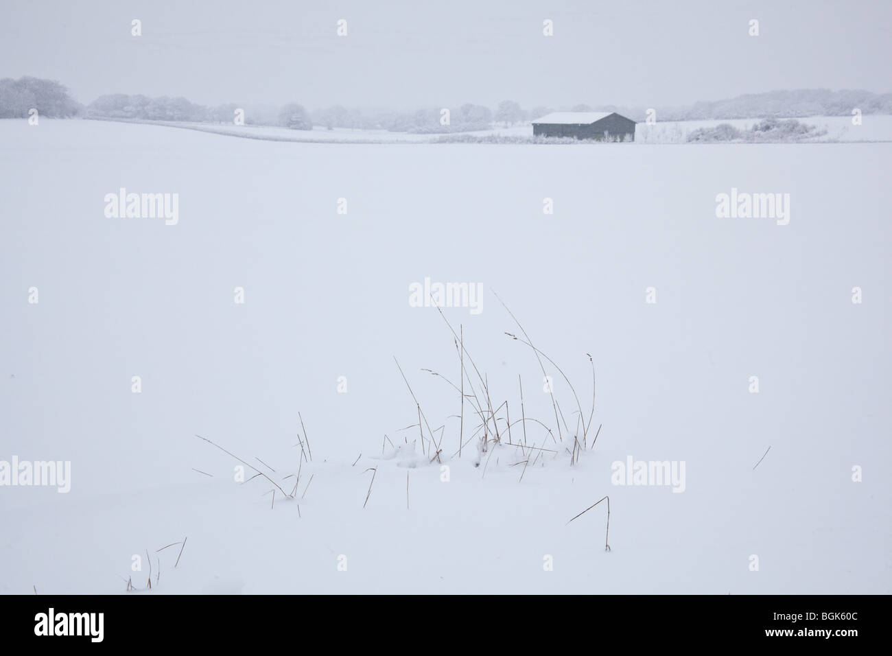 Trees in background england hi-res stock photography and images - Alamy
