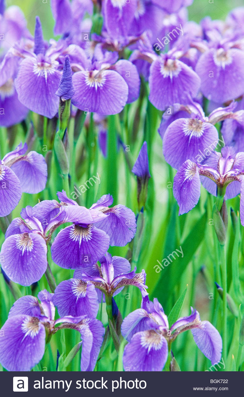 Iris Setosa Stock Photos & Iris Setosa Stock Images - Alamy