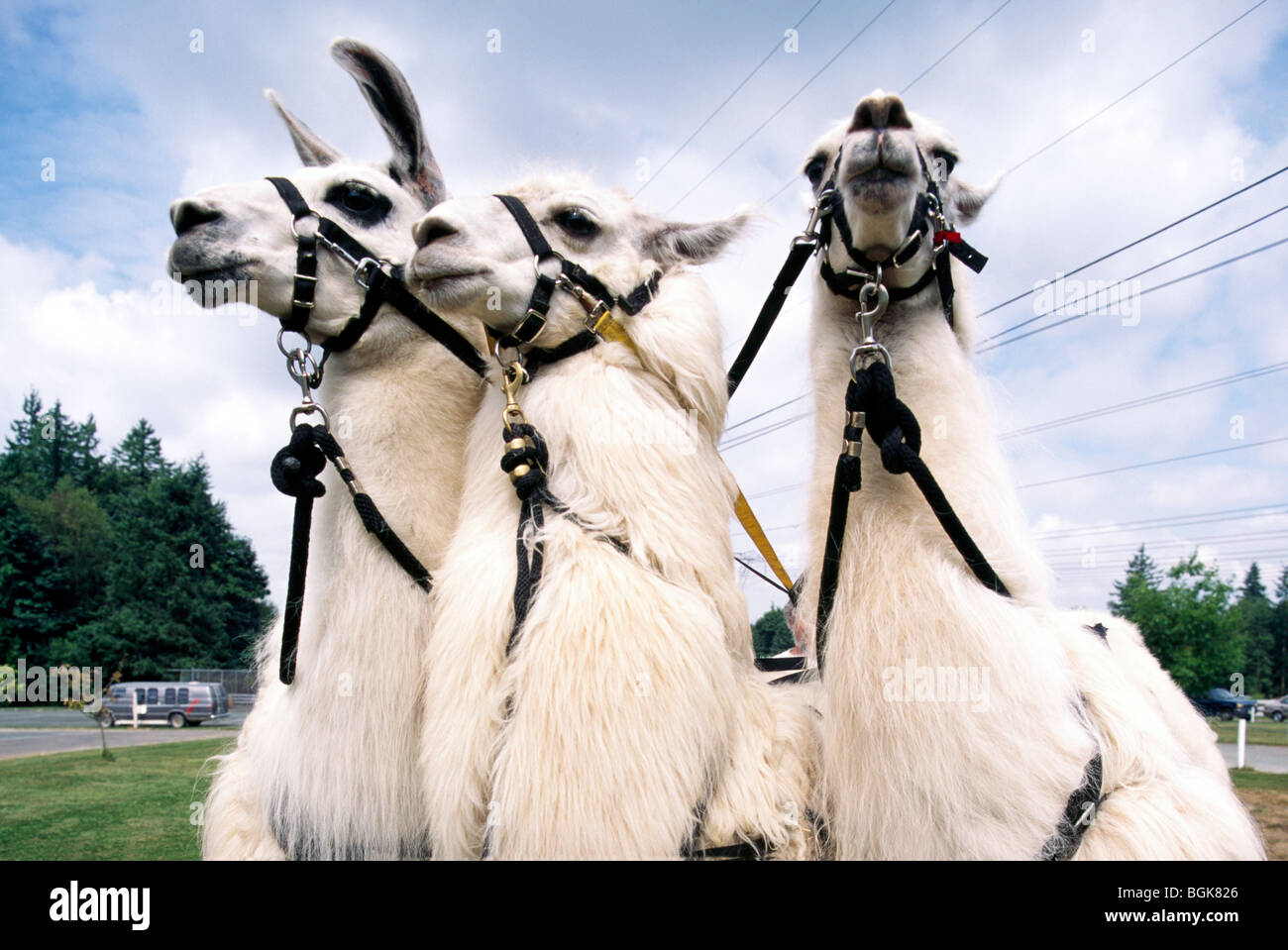 Llama (Lama glama) Team hitched to Cart, Three White Working Llamas ...