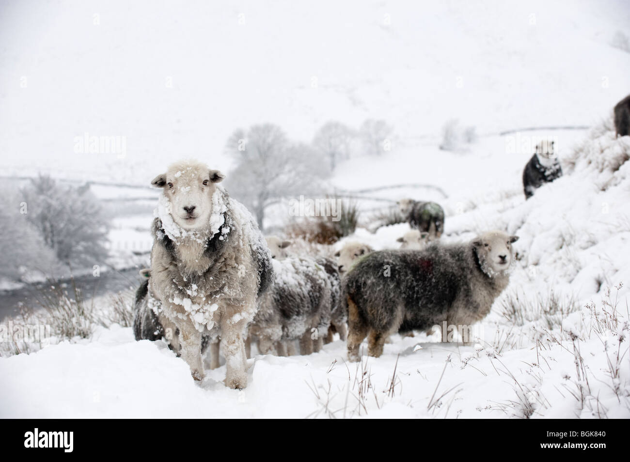 Herdwick sheep in snow. Cumbria Stock Photo - Alamy