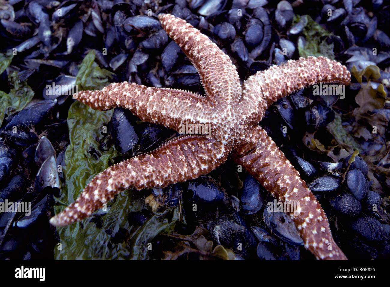 Starfish / Star Fish / Sea Stars and Mussels, Haida Gwaii (Queen ...