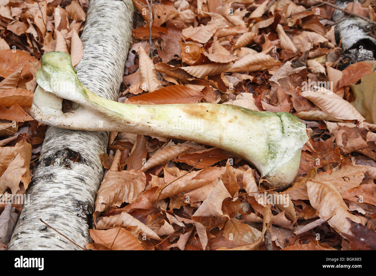 Moose bones hi-res stock photography and images - Alamy