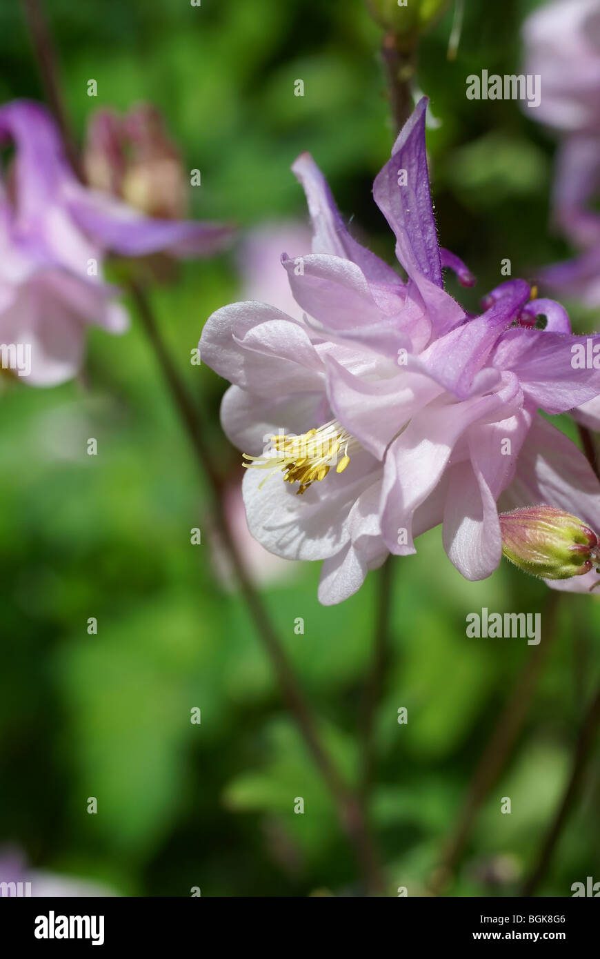 Detail, columbine wildflower, pastel colors, Seattle, Pacific Northwest ...