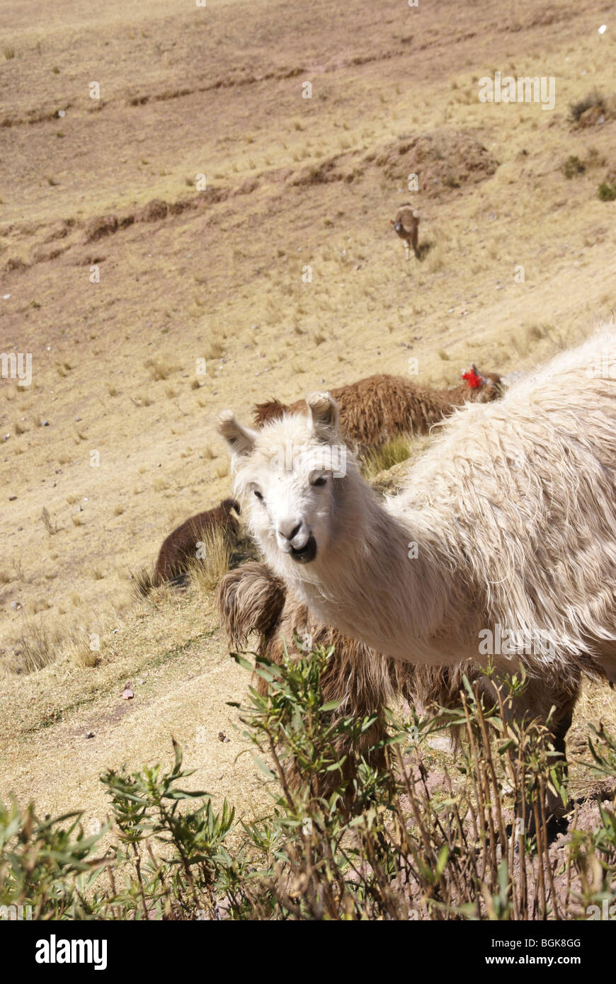 Cusco peru llama hi-res stock photography and images - Alamy