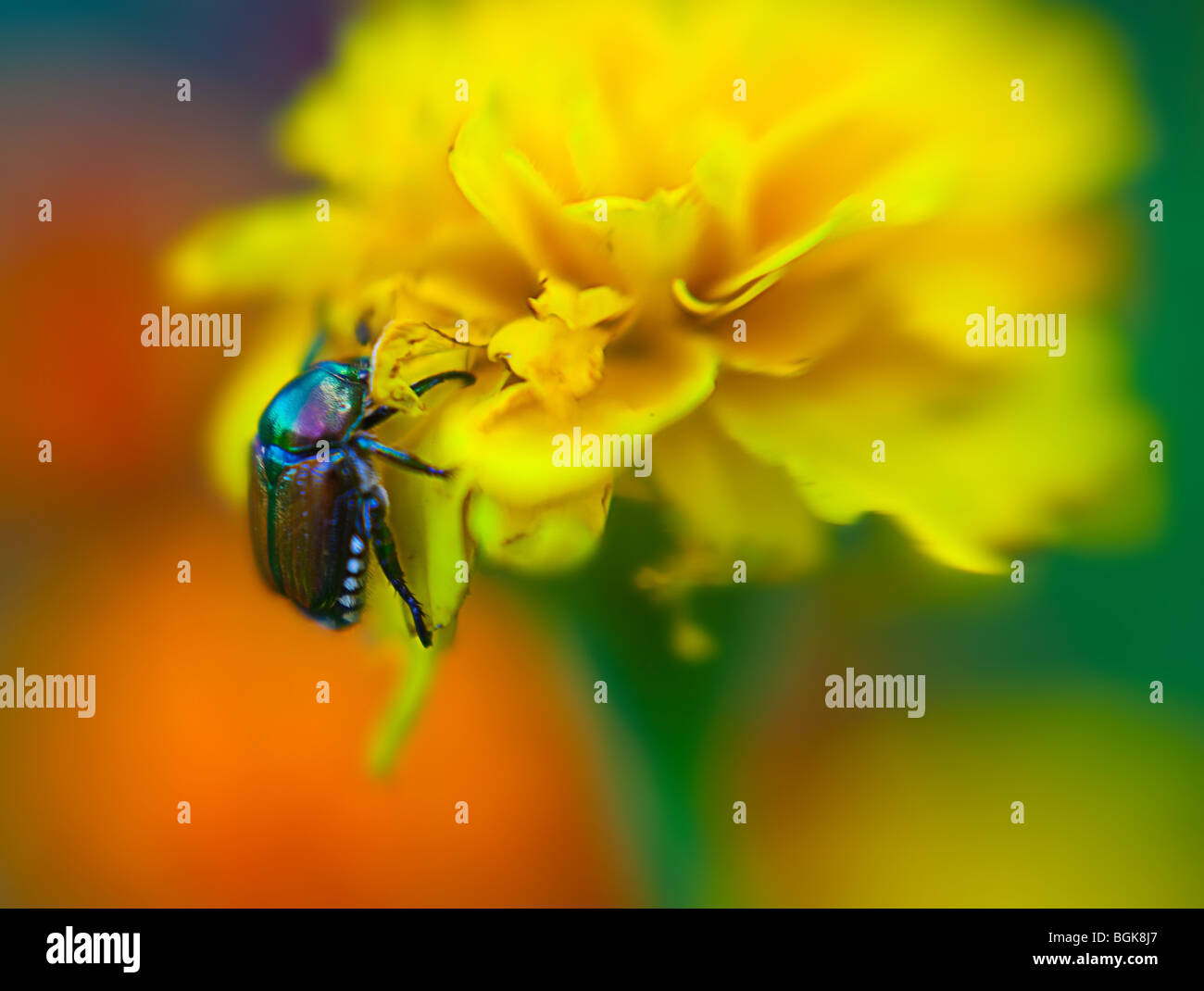 flower with a bug on it Stock Photo - Alamy