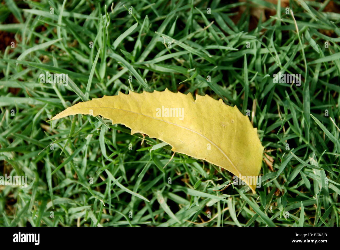 Neem leaf hi-res stock photography and images - Alamy