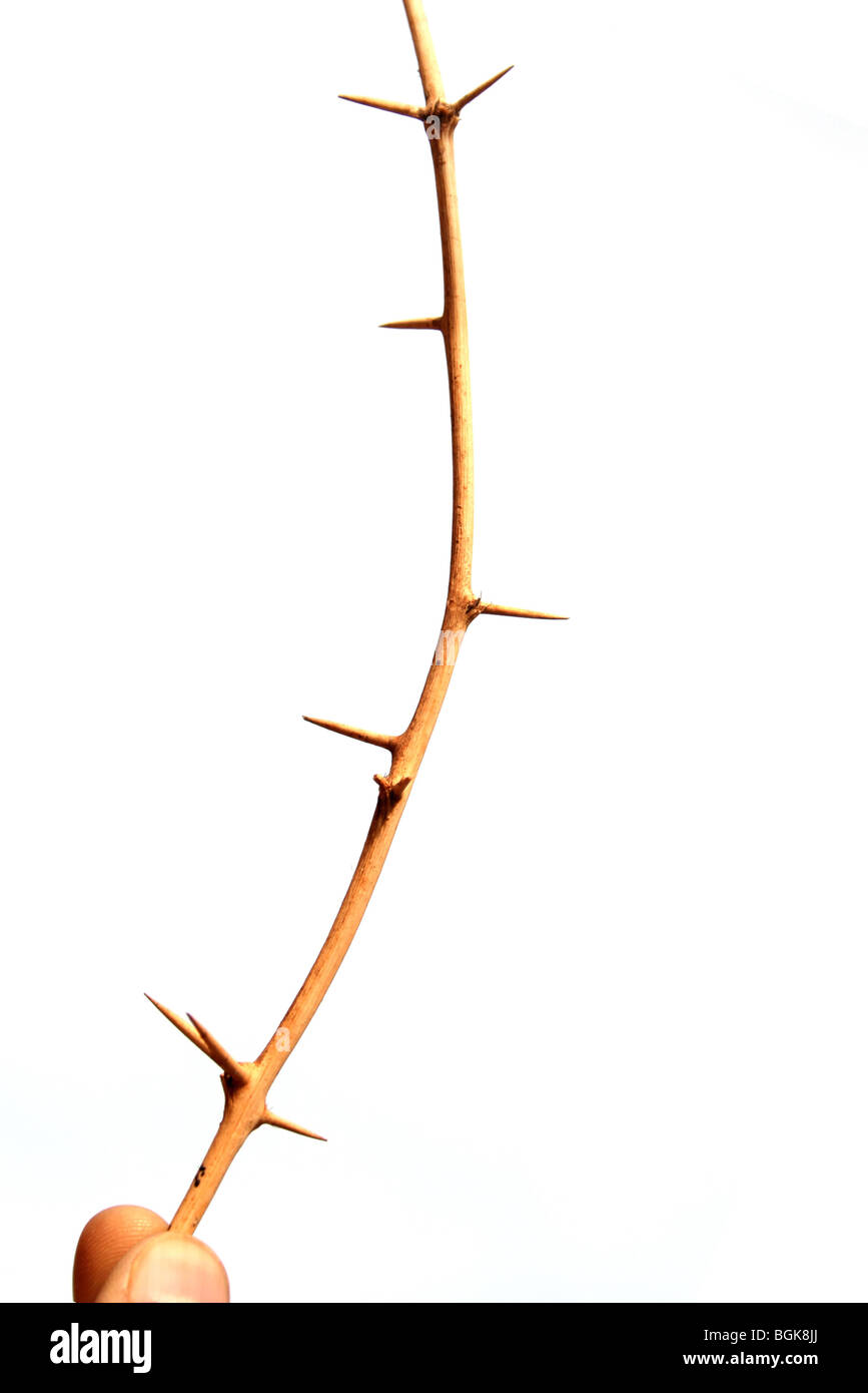 Thorn paper hi-res stock photography and images - Alamy